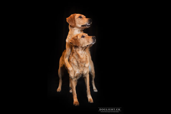 Photo de studio avec deux chiens, Golden Retriever sur fond noir - Câlin
